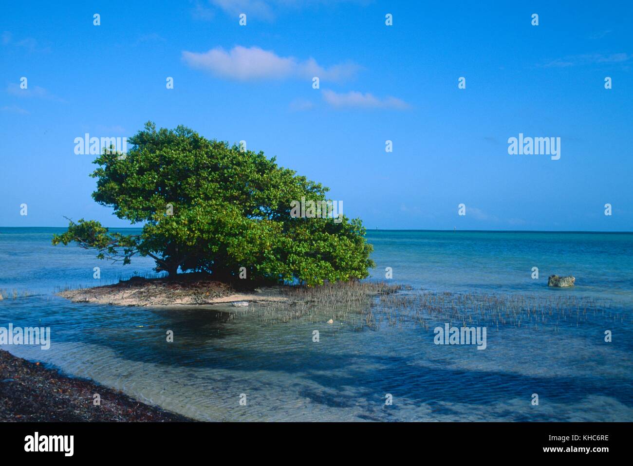 Mangrove, shrub, coast, sea, Florida Keys, Florida, USA *** Local ...