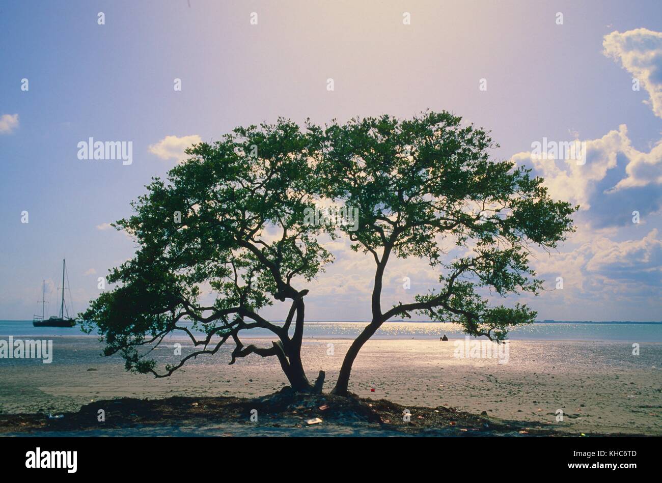 Tree with boat hi-res stock photography and images - Alamy