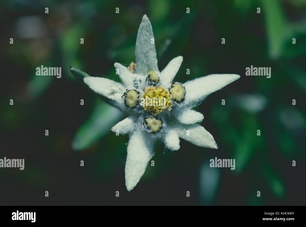 Edelweiss, Leontopodium alpinum, Asteraceae, blossom, detail, mountain ...