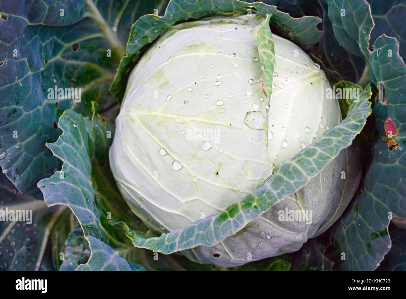 cabbage head growing on the vegetable bed Stock Photo - Alamy