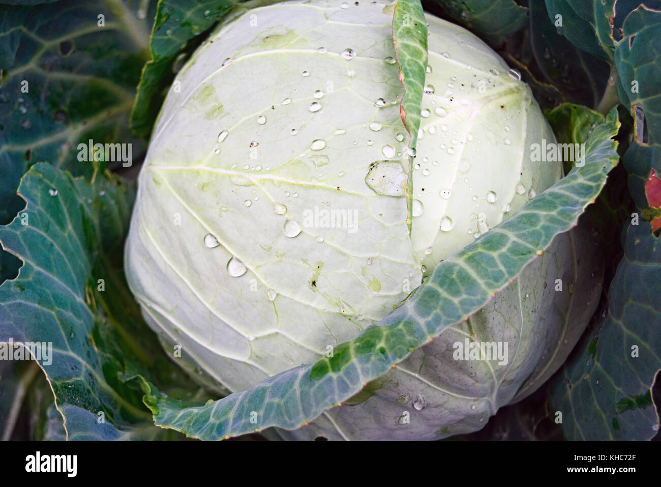 cabbage head growing on the vegetable bed Stock Photo - Alamy