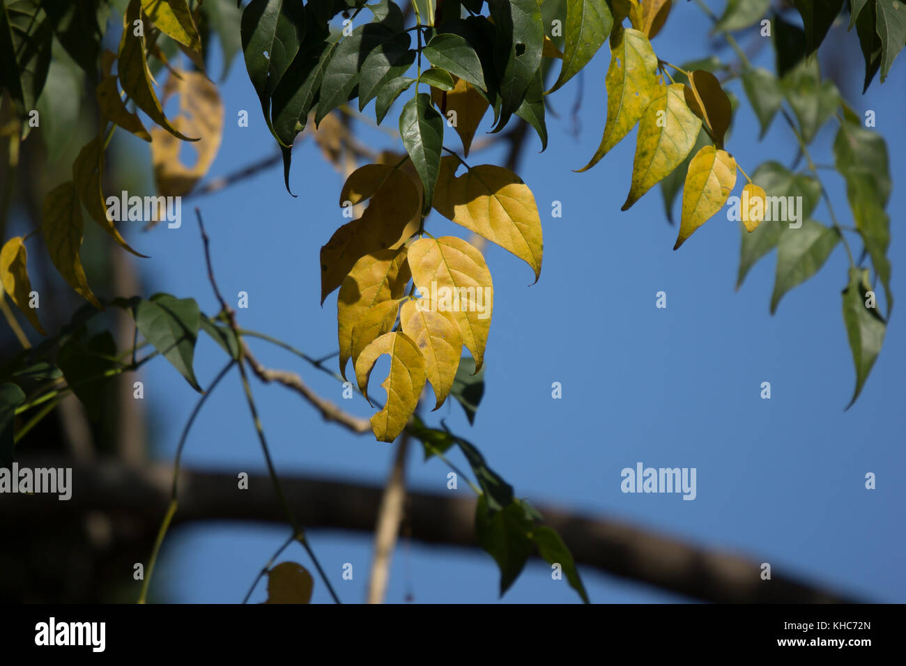 Close up Yellow leaf of Indian cork tree Stock Photo - Alamy