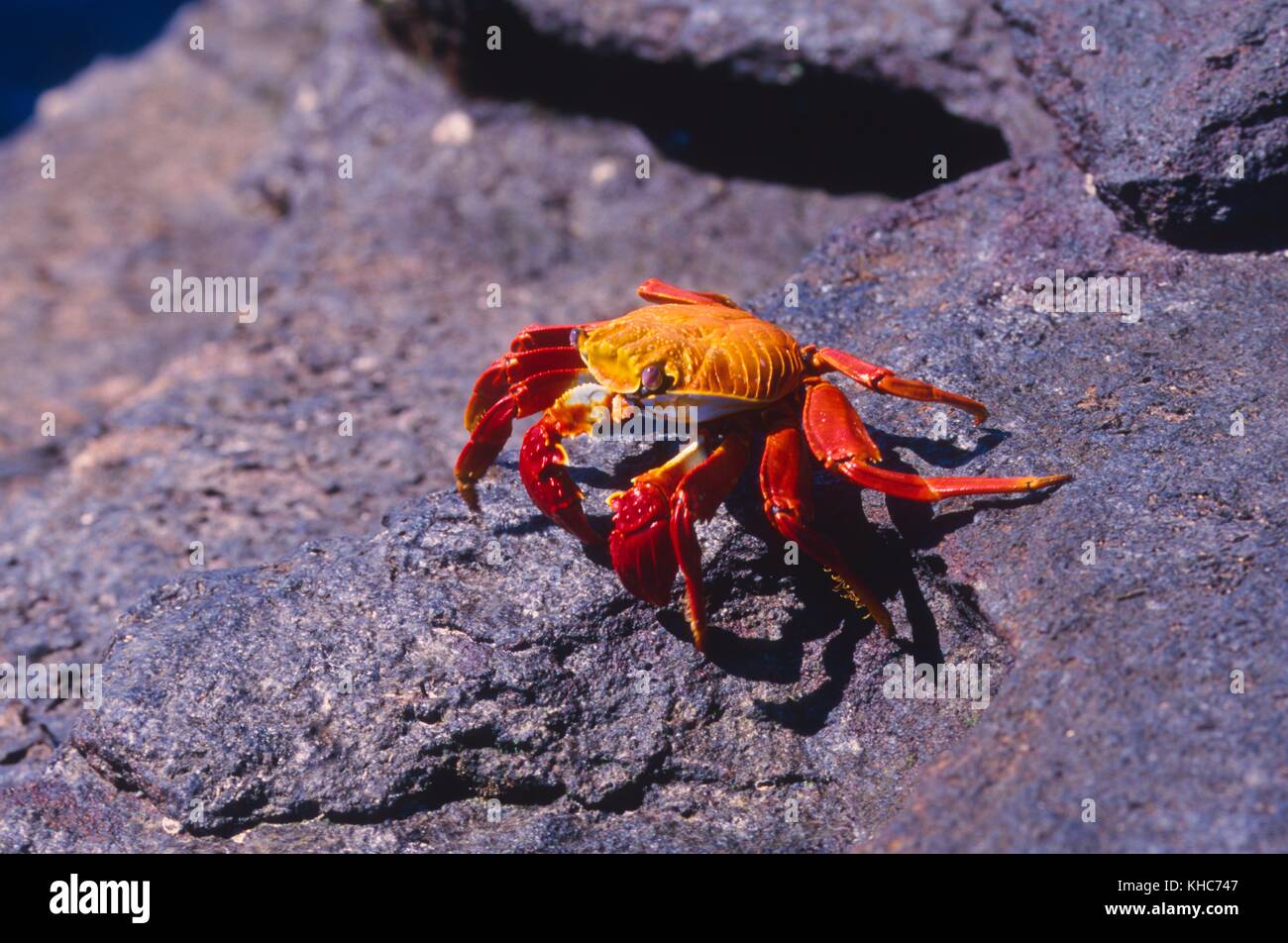 Red rock crap hi-res stock photography and images - Alamy