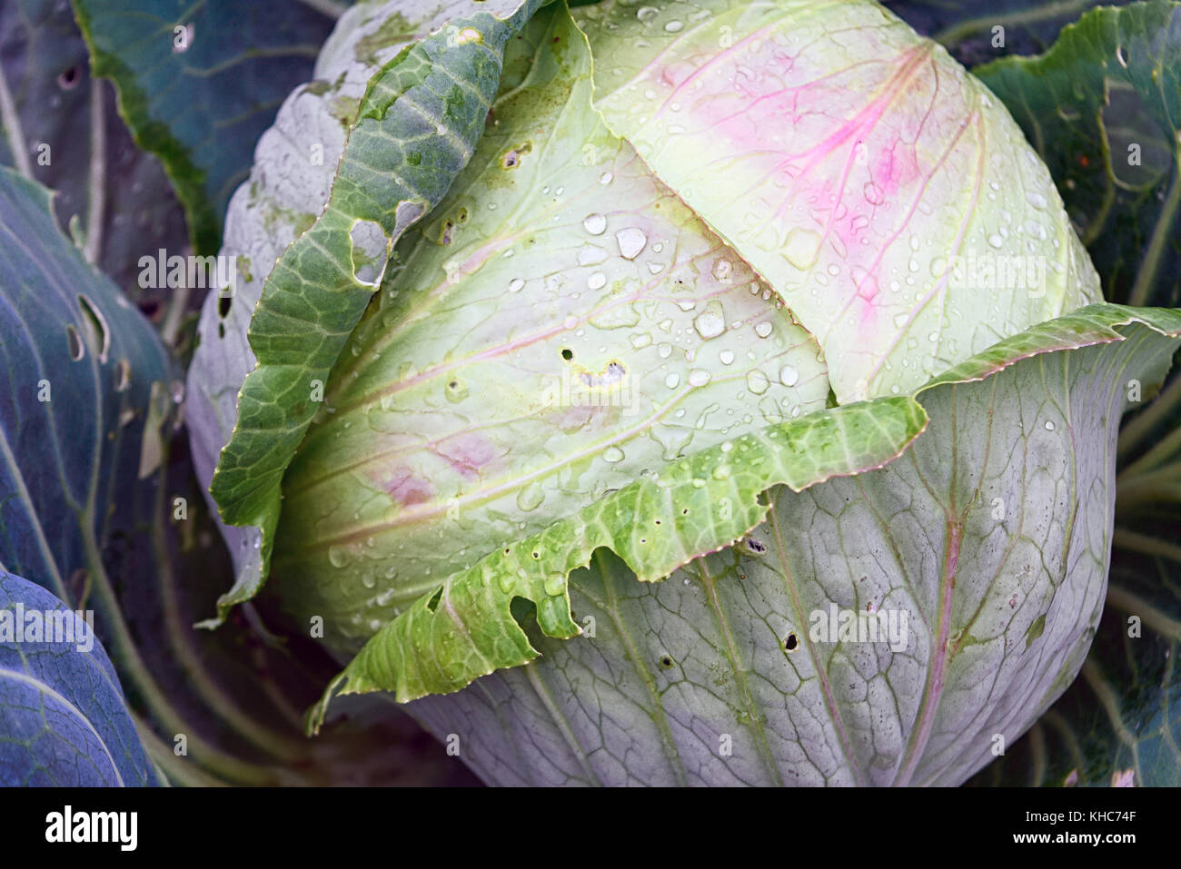 Young cabbage on bed hi-res stock photography and images - Alamy