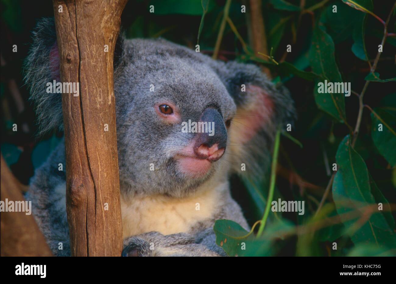 Phascolarctidae hi-res stock photography and images - Alamy