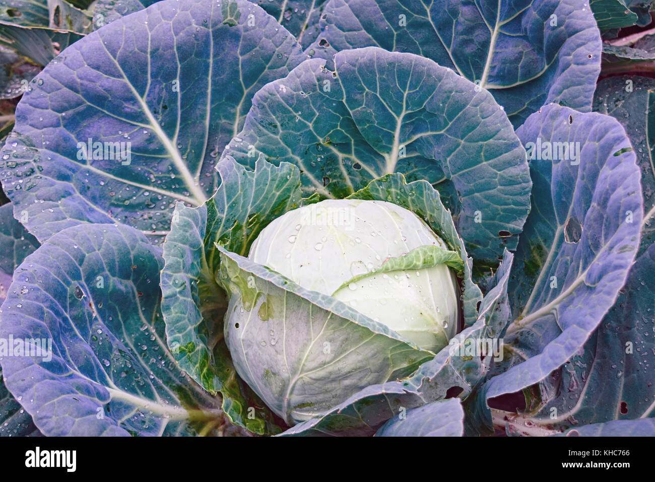 cabbage head growing on the vegetable bed Stock Photo - Alamy