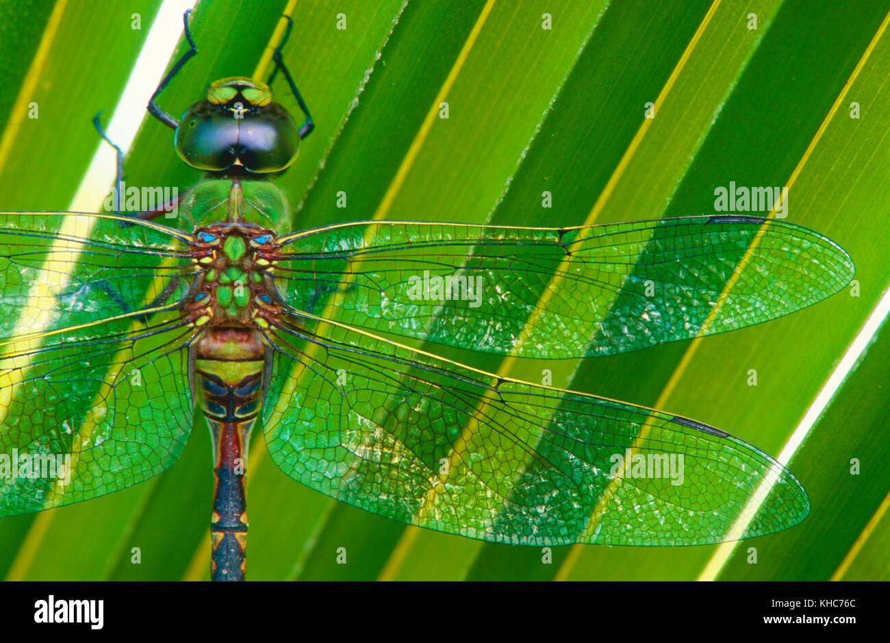 Dragonfly spec hi-res stock photography and images - Alamy