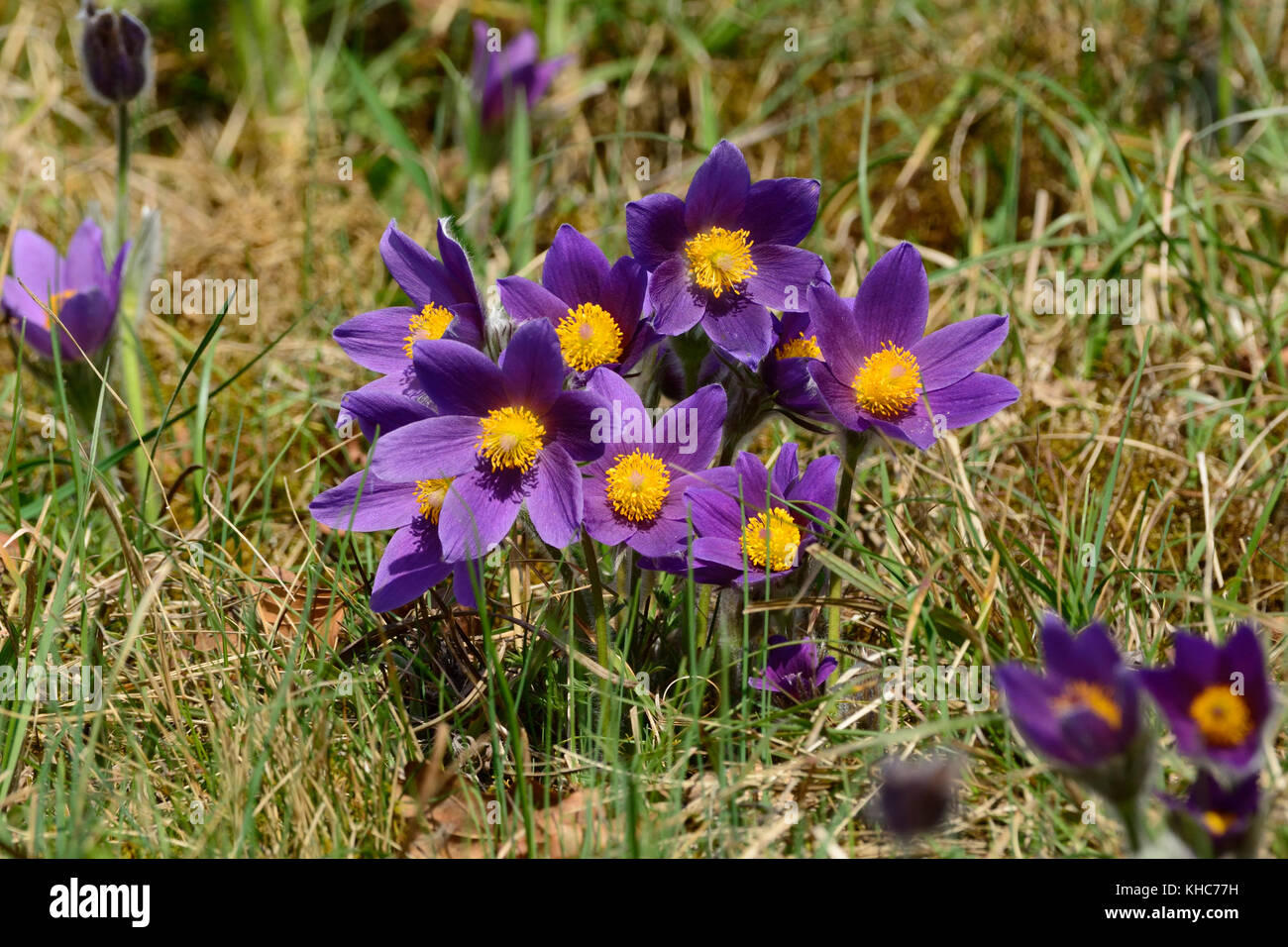 Pasque Flower Pulsatilla Vulgaris Ranunculaceae Inflorescence
