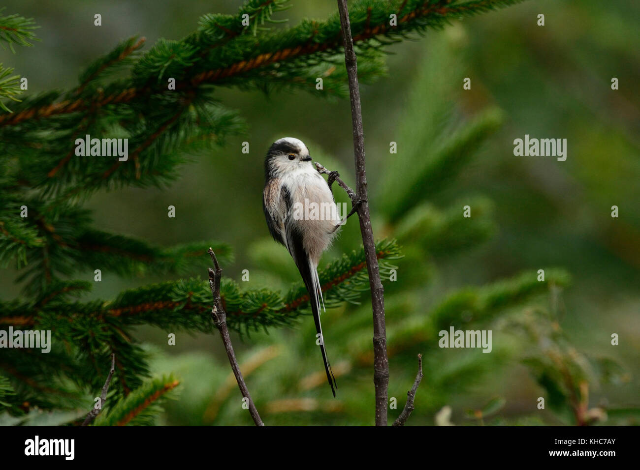 Long-tailed Bushtit, Aegithalos caudatus, Aegithalidae, bird, animal ...