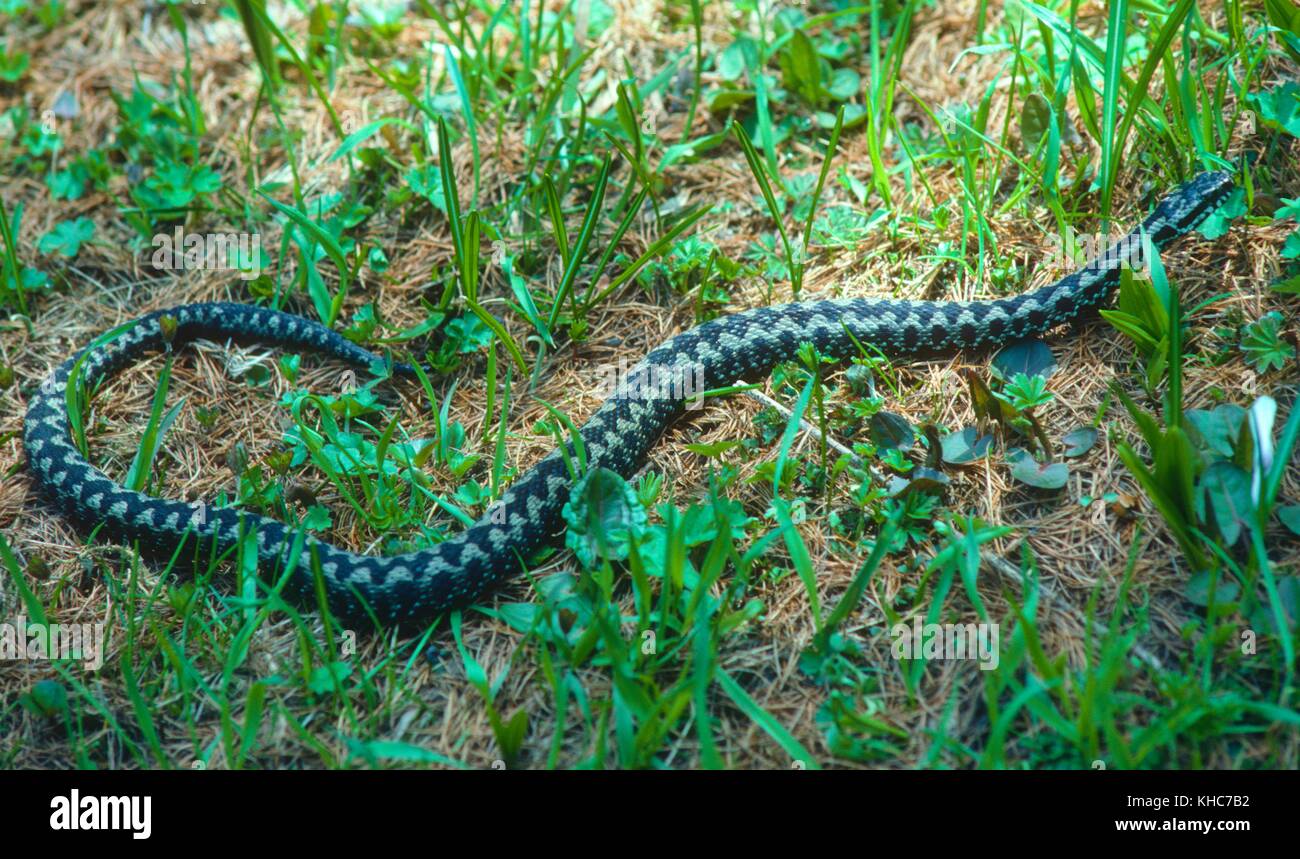 Venomouse Snake High Resolution Stock Photography and Images - Alamy