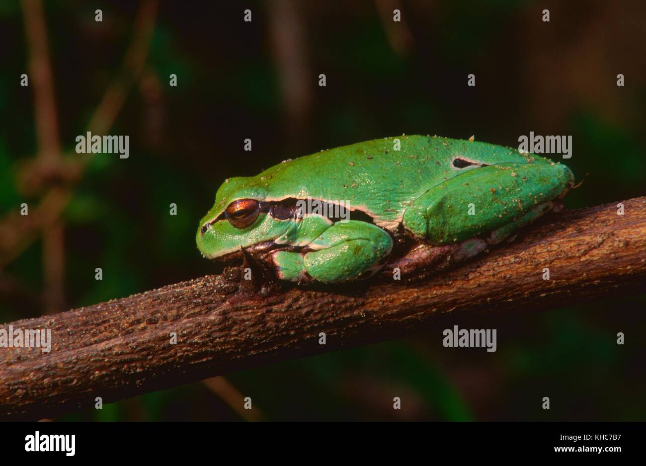 European tree frog, Hyla arborea, Ranidae, tree frog, frog, amphibian ...