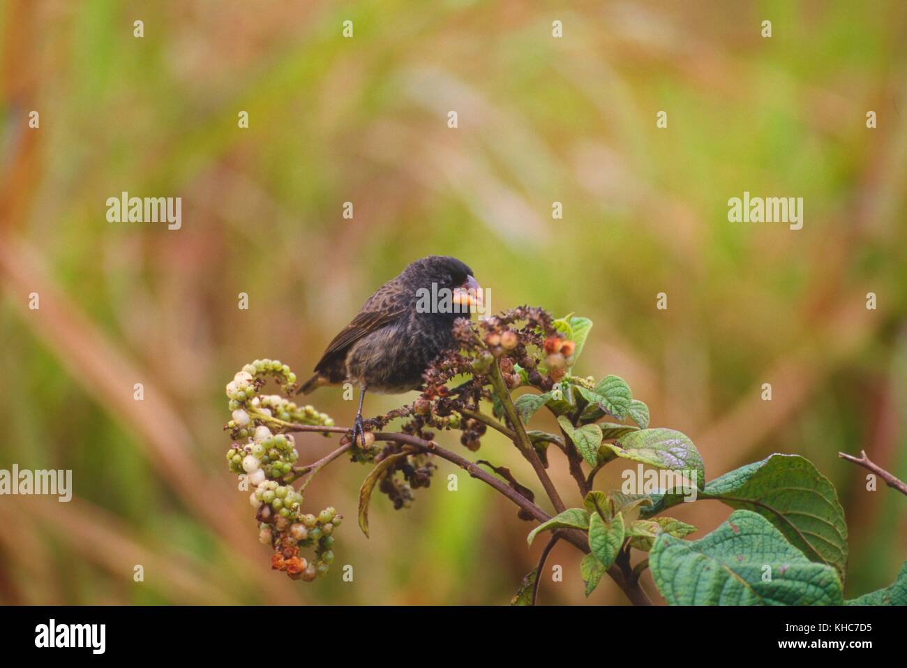 Large Ground Finch High Resolution Stock Photography and Images - Alamy