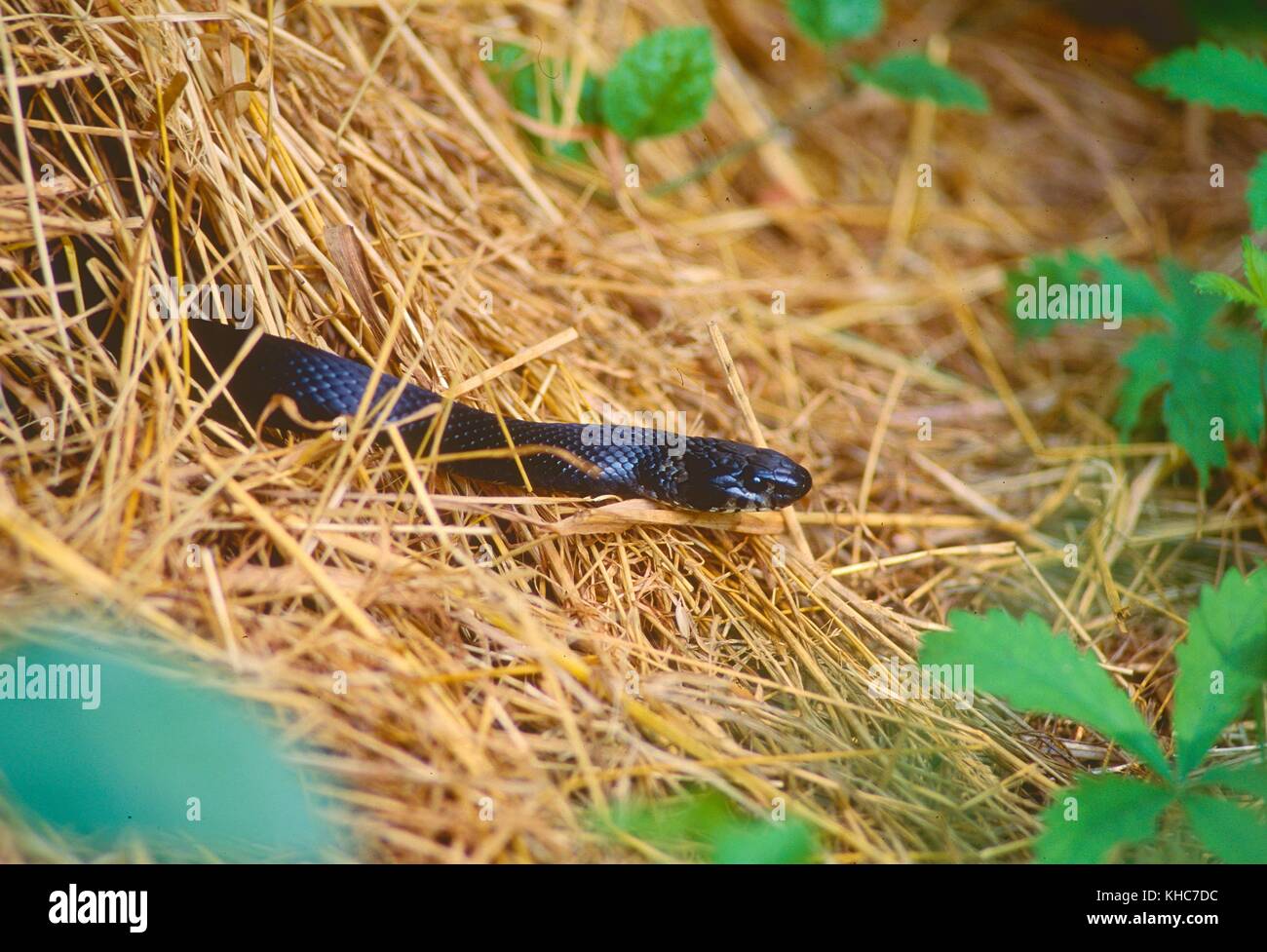 Dark morphe hi-res stock photography and images - Alamy