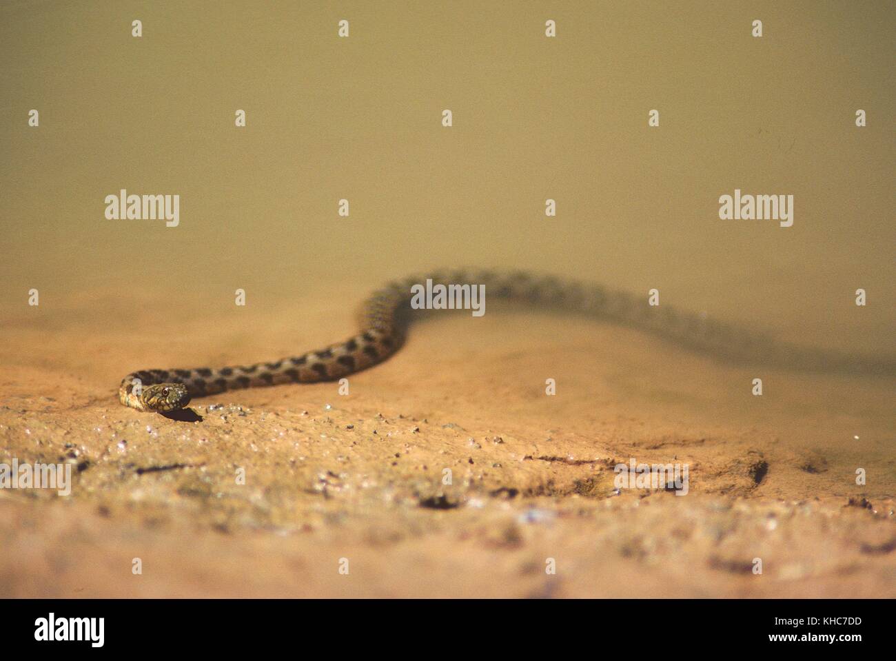 Viperine water snake, Natrix maura, Colubridae, snake, reptile, animal ...
