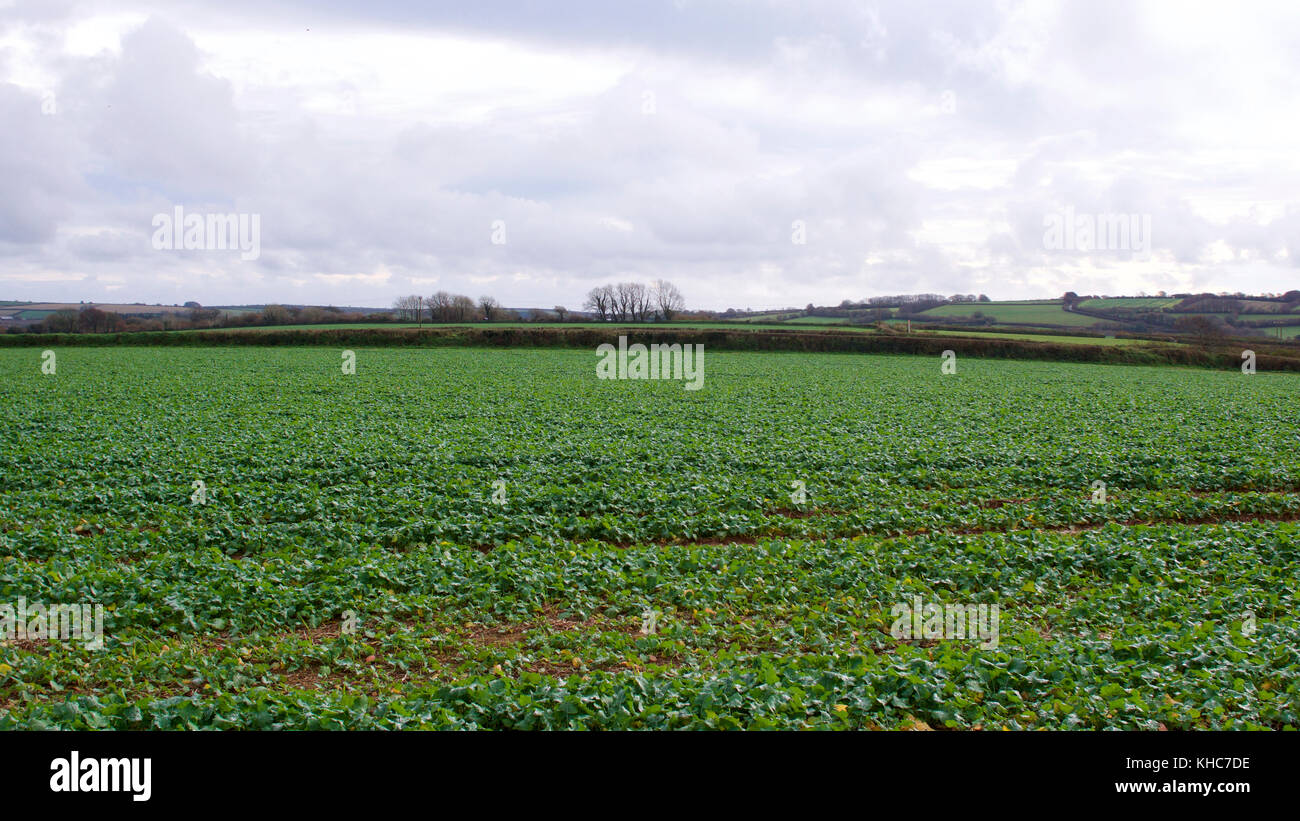 Autumn sewn crops on the edge of the moor, Cornwall, UK Stock Photo - Alamy