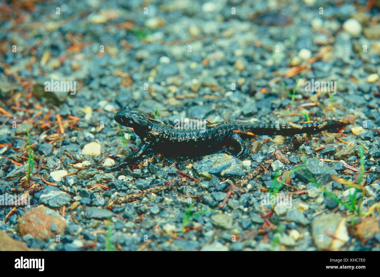 Salamandridae amphibian hi-res stock photography and images - Alamy
