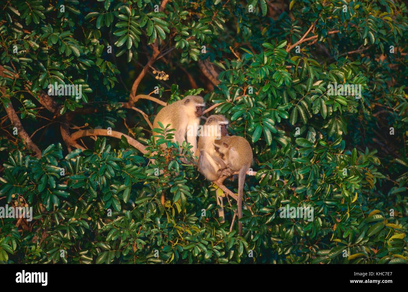 Velvet Monkey, Cercopithecus aethiops, Cercopithecidae. Monkey, family ...