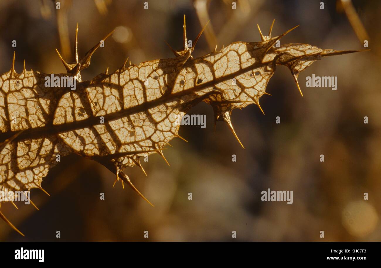 Thistle Thorns High Resolution Stock Photography and Images - Alamy