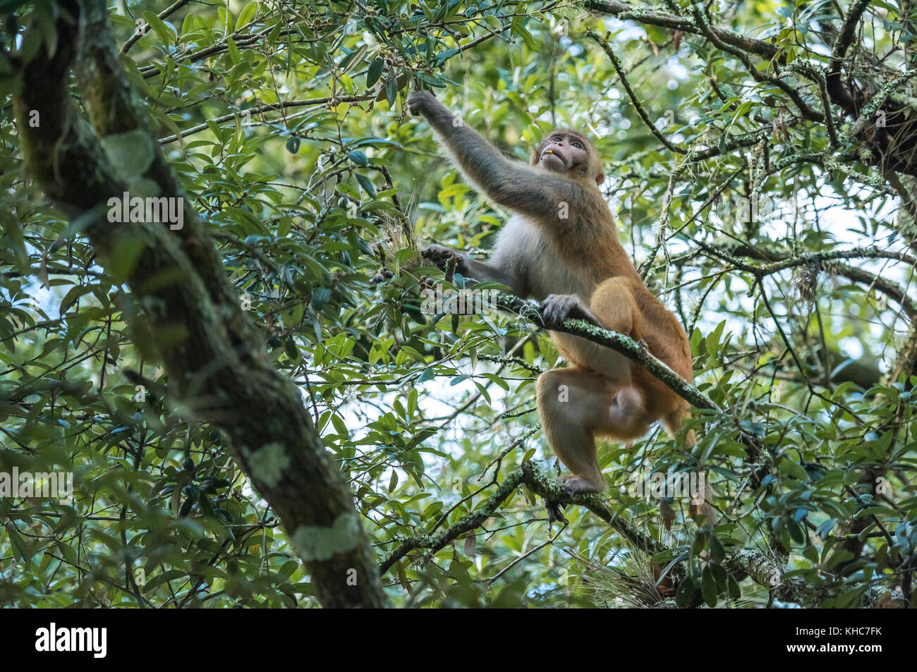Rhesus macaque male monkey foraging acorns in Live Oak tree Stock Photo ...