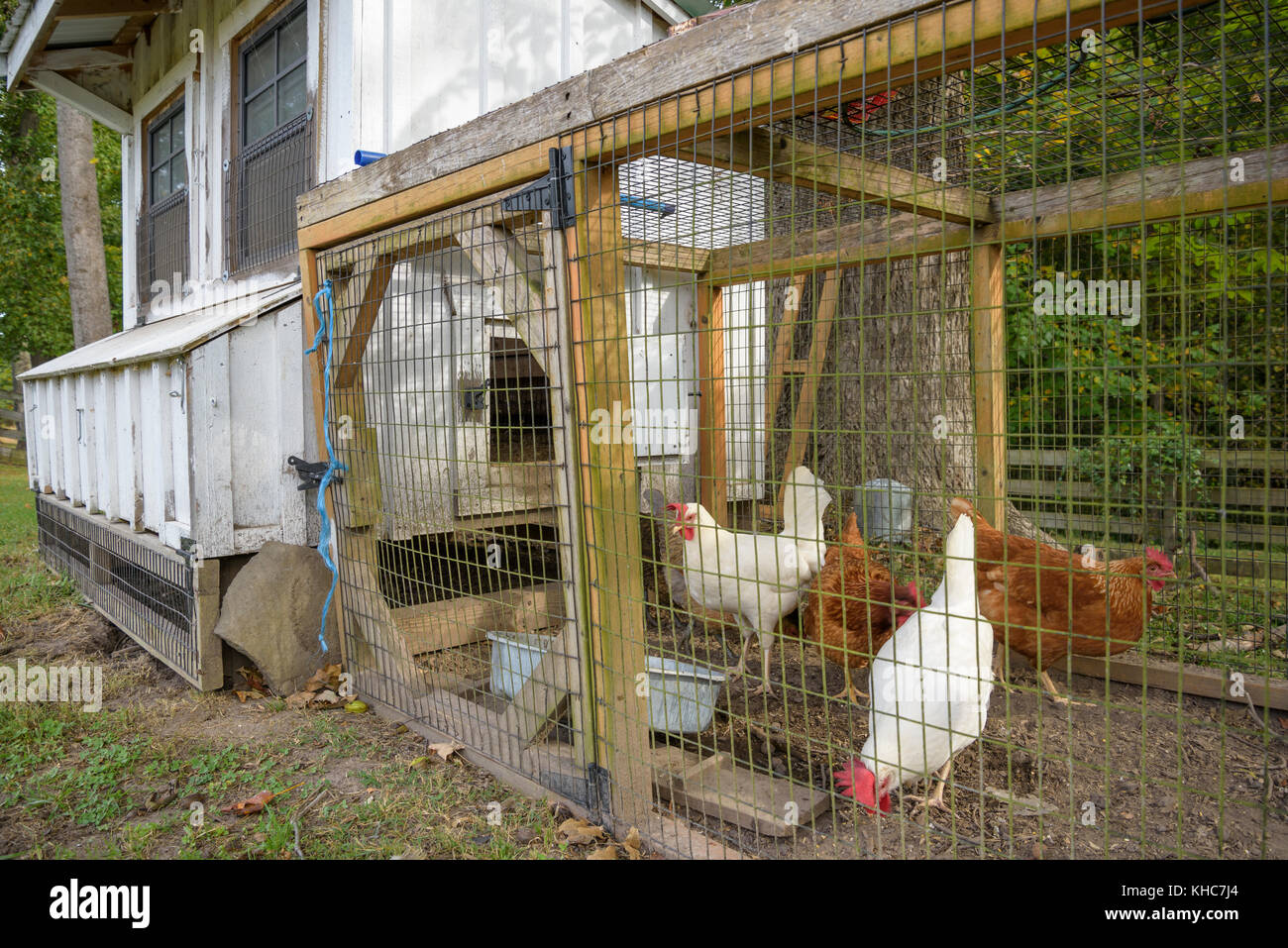 Back yard chickens hi-res stock photography and images - Alamy