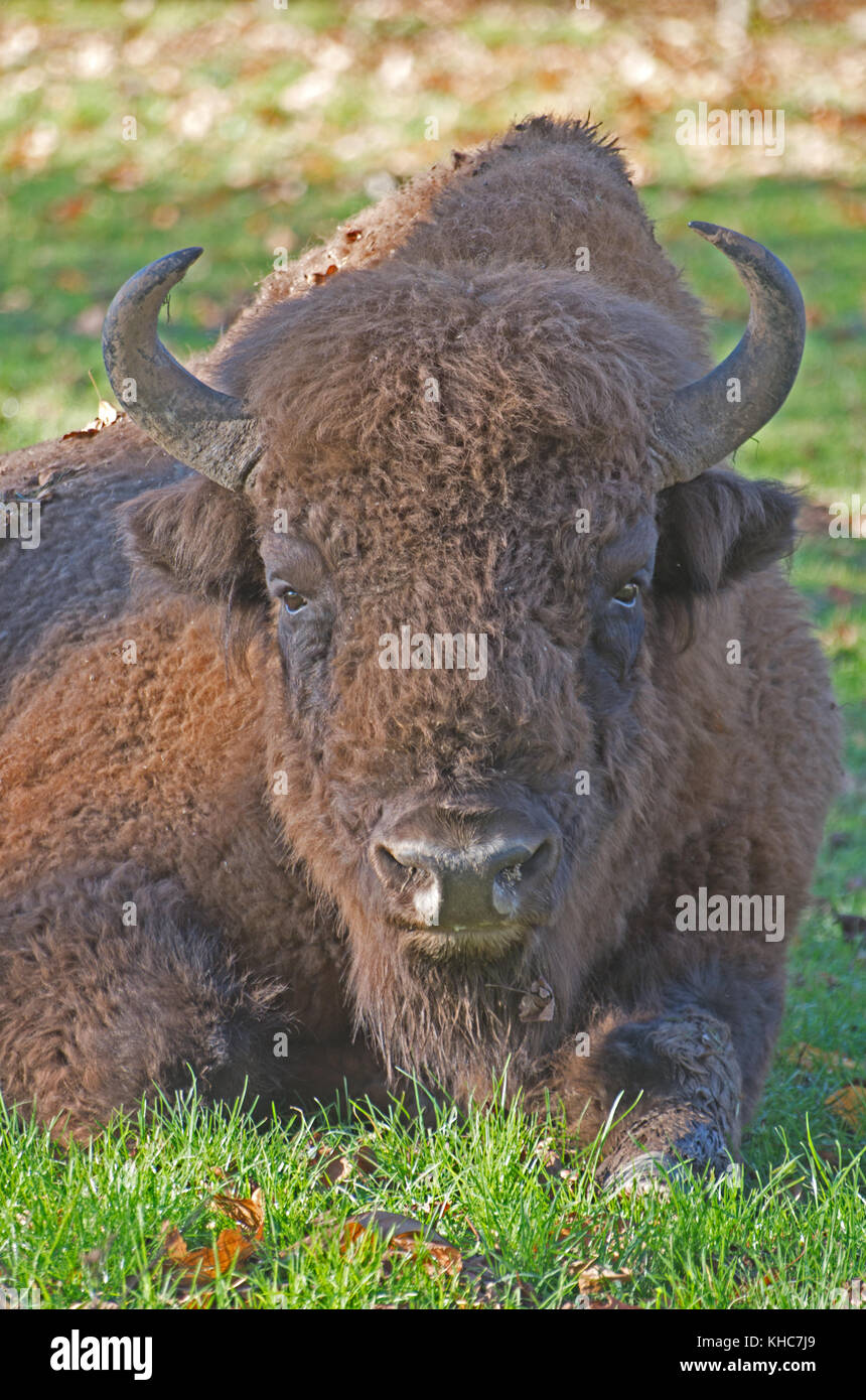 European Bison or Wisent, Bison Bonasus Bonasus, Captive Stock Photo ...