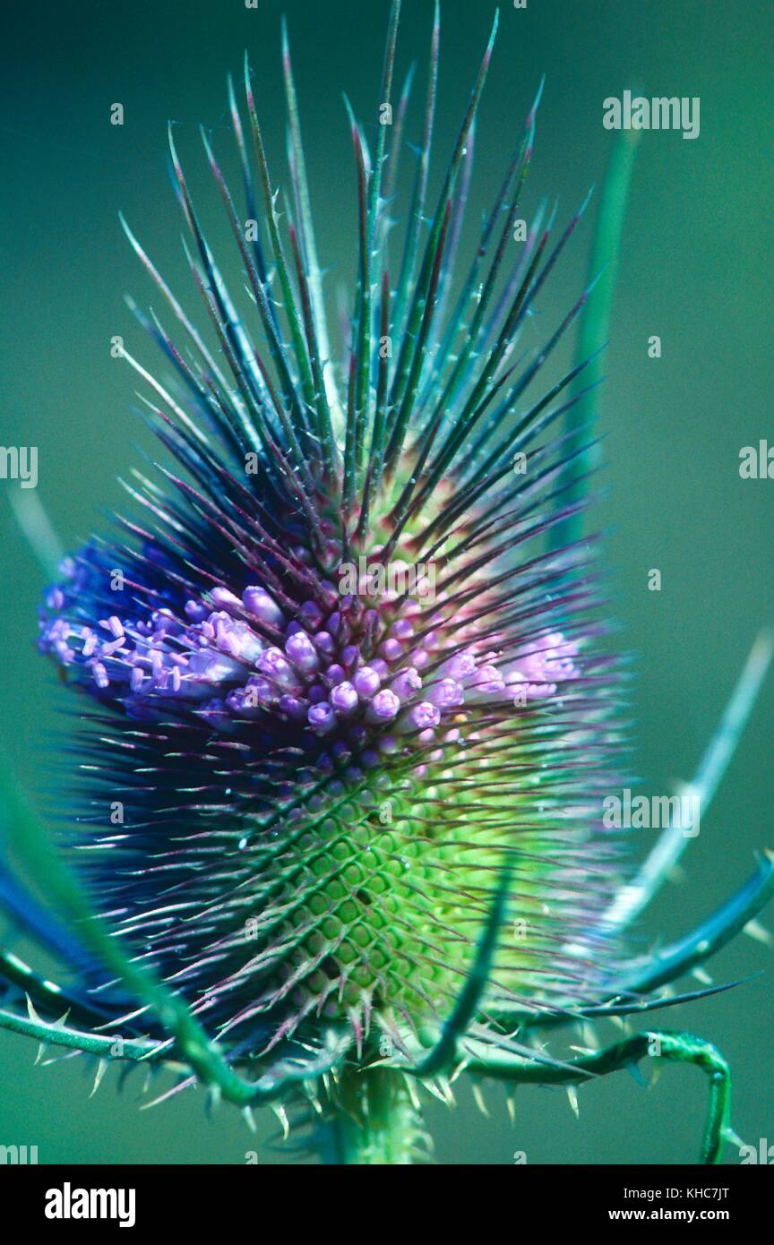 Wild teasel, Dipsacus fullonum, Dipsacaceae, teasel, inflorence ...
