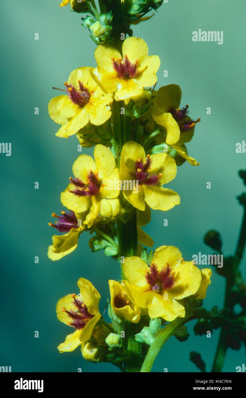 The black mullein, Verbascum nigrum, Scrophulariaceae, Mullein ...
