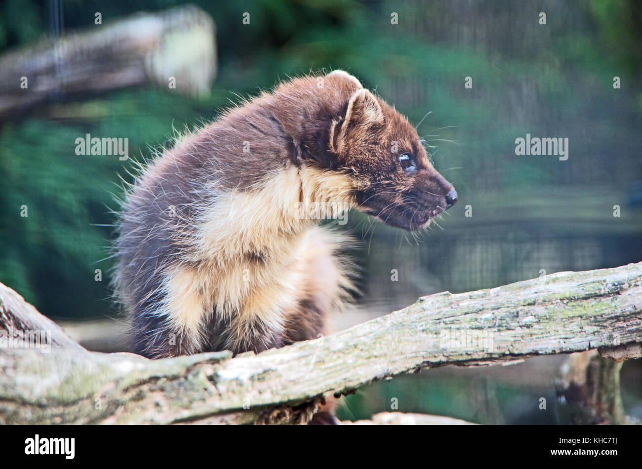 STOAT, Mustela Erminea, England, Captive Stock Photo - Alamy