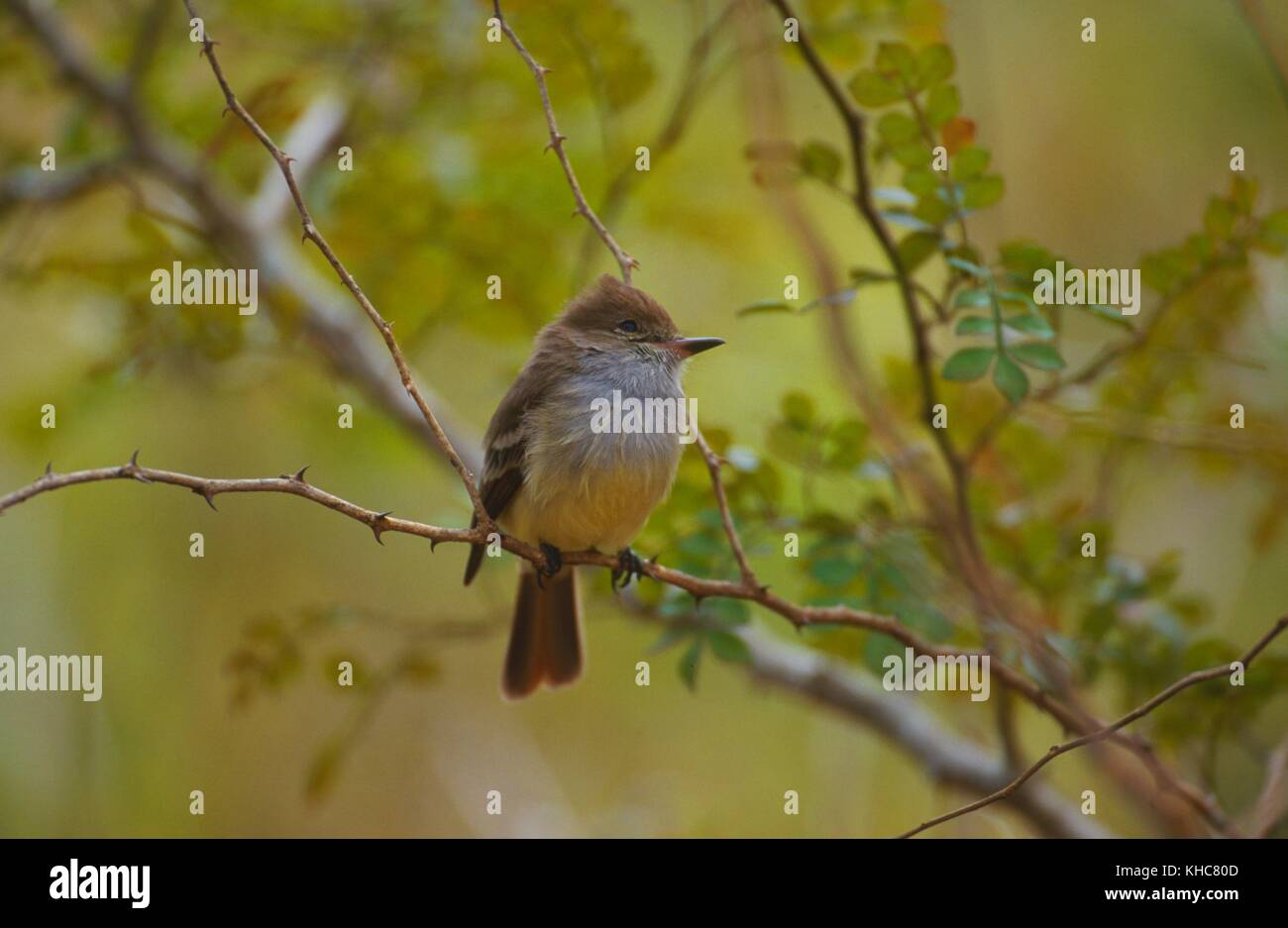 Galapagos flycatcher, Myiarchus magnirostris Tyrannidae, flycatcher ...
