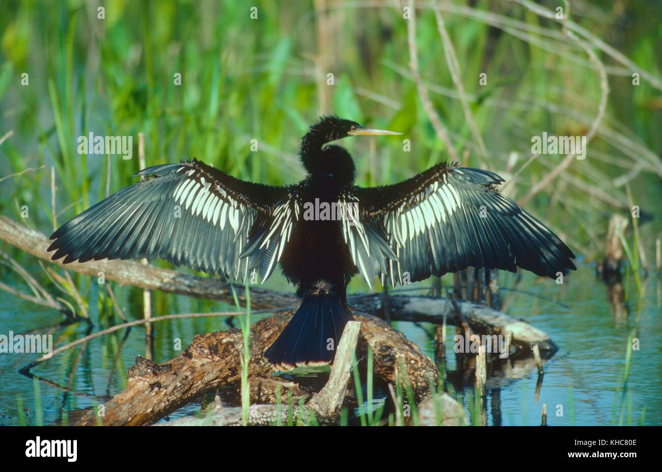 Anhinga trai hi-res stock photography and images - Alamy