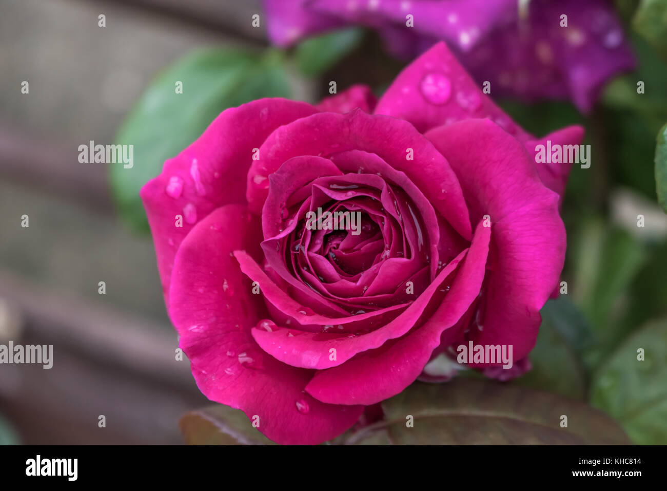 Flor rose hi-res stock photography and images - Alamy