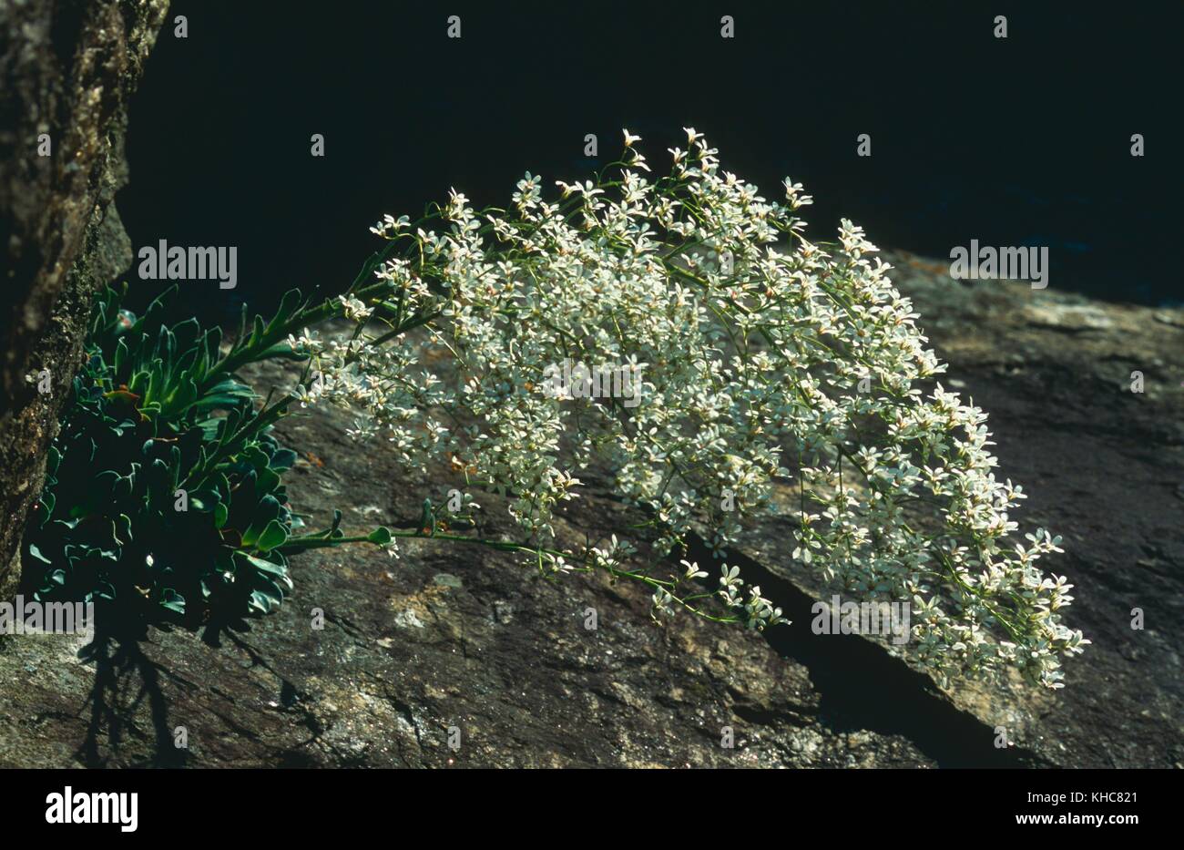 Piottino hi-res stock photography and images - Alamy