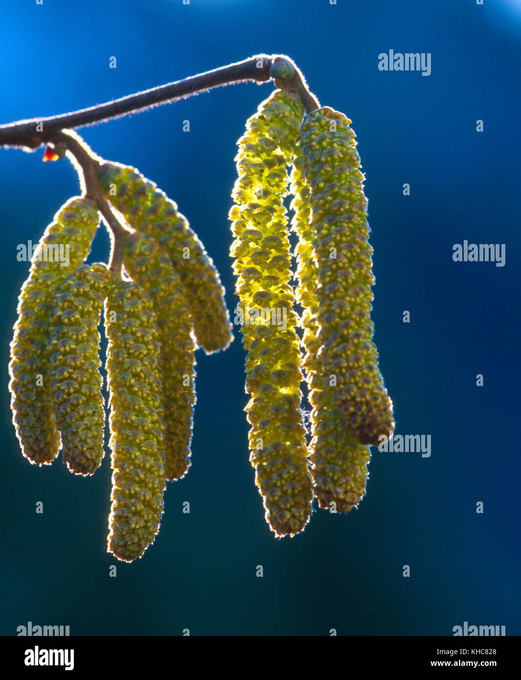 Corylaceae hi-res stock photography and images - Alamy