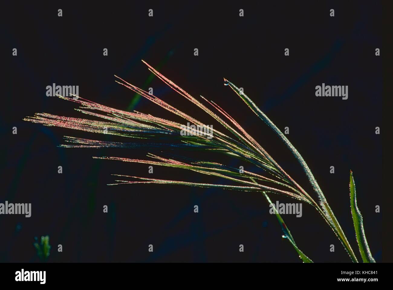 Bromus High Resolution Stock Photography and Images - Alamy