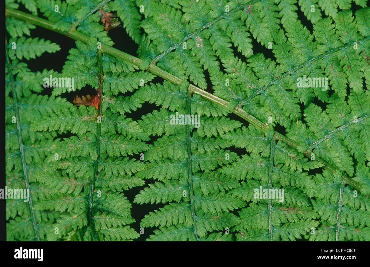 Athyriaceae leaves hi-res stock photography and images - Alamy