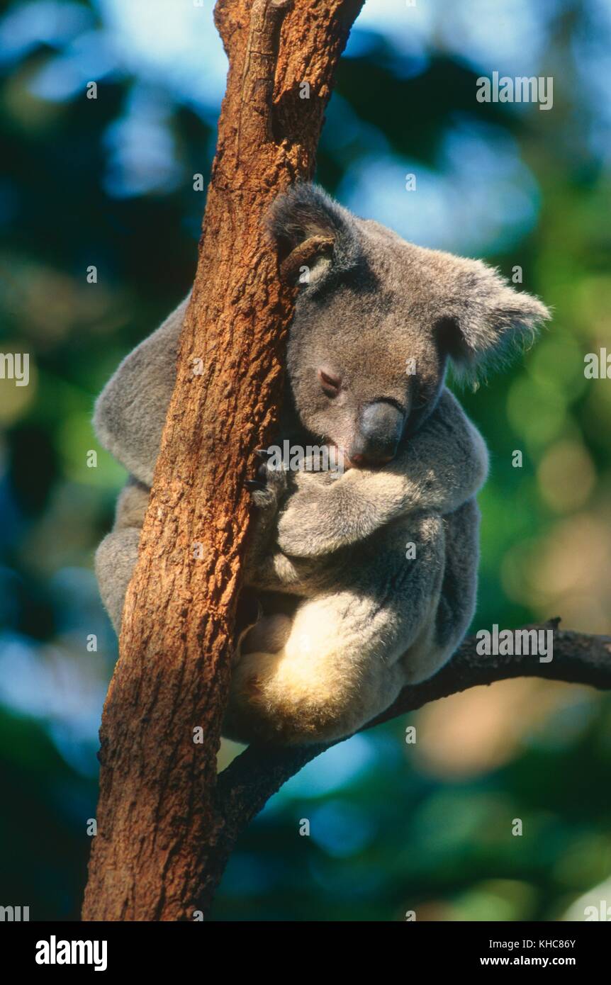 Koala sanctuary hi-res stock photography and images - Alamy