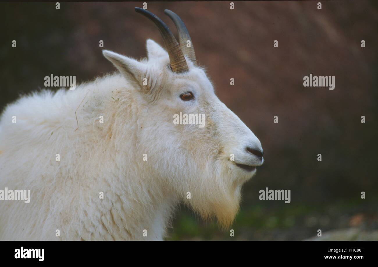 Wilhelma Stuttgart High Resolution Stock Photography and Images - Alamy
