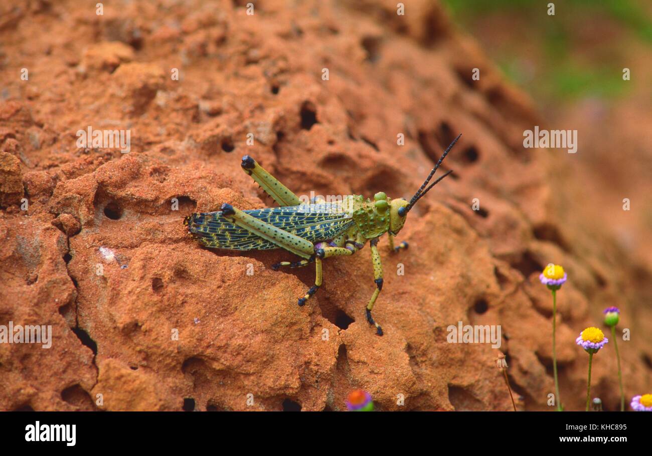 South african grasshopper hi-res stock photography and images - Alamy