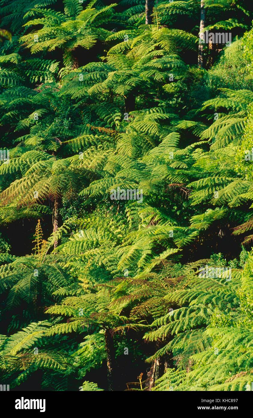 Gunyah gunyah hi-res stock photography and images - Alamy