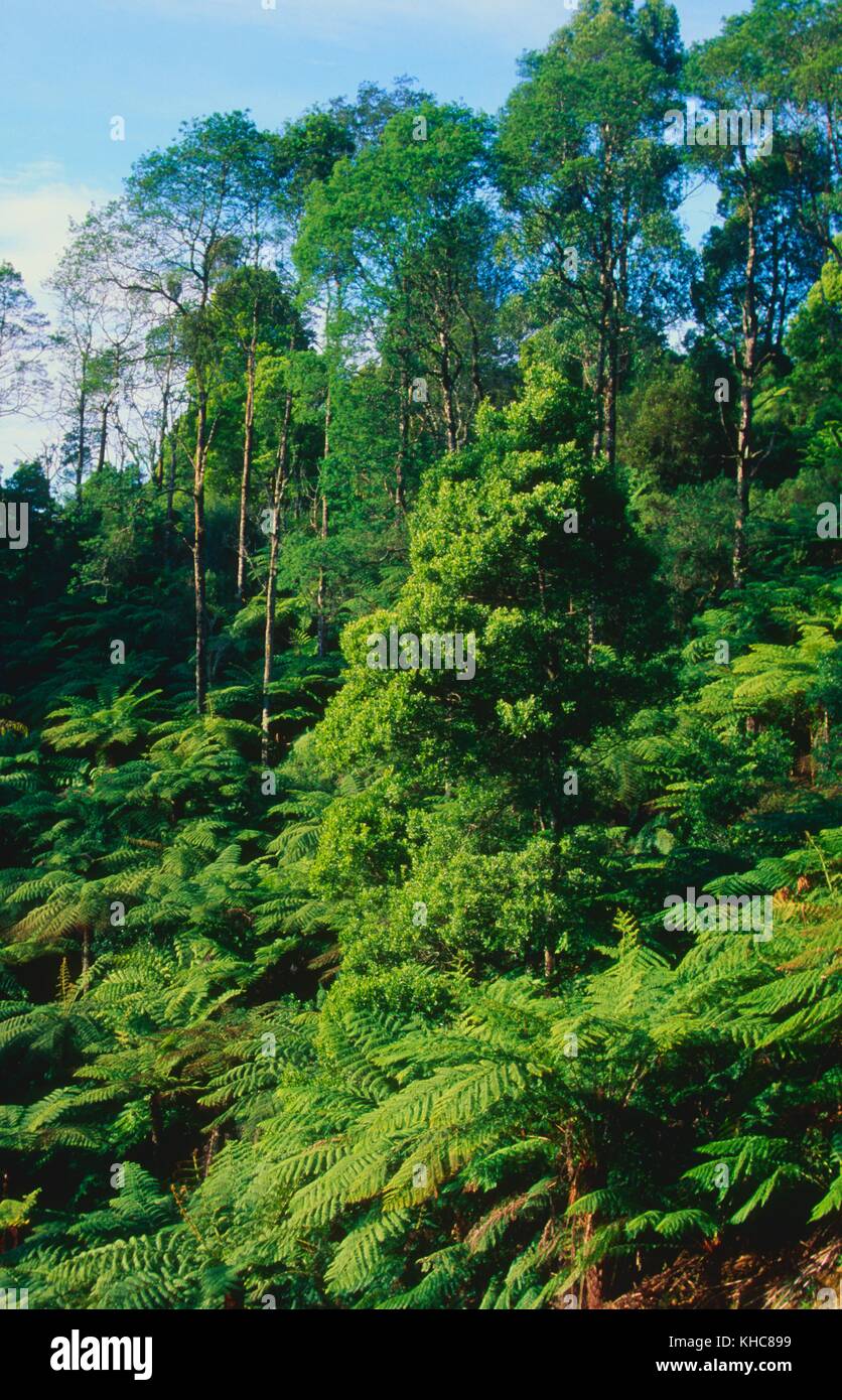 Rainforest scenic hi-res stock photography and images - Alamy