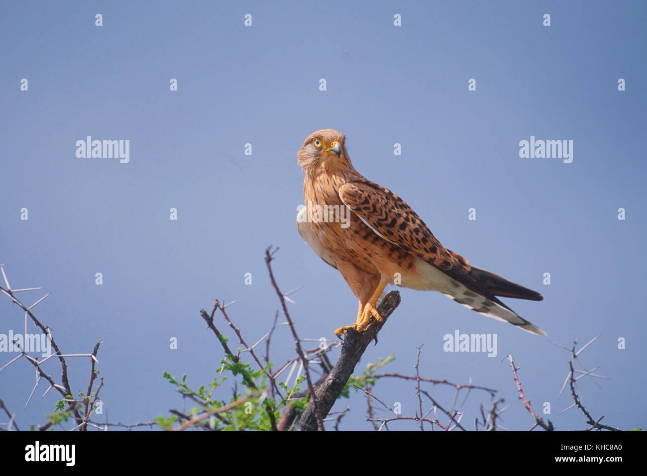 Bird raptor etosha hi-res stock photography and images - Alamy
