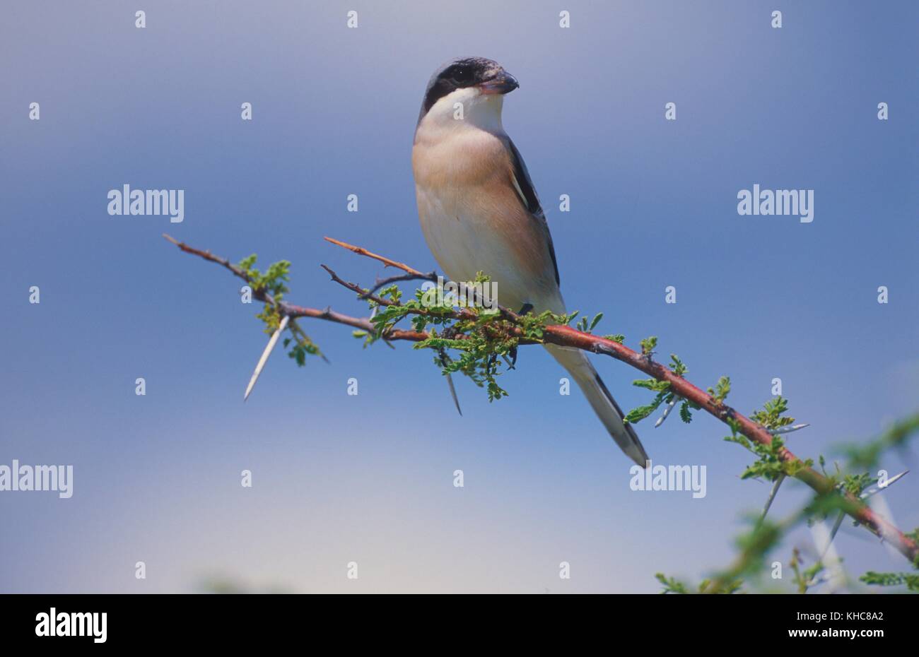 Laniidae Stock Photos & Laniidae Stock Images - Alamy