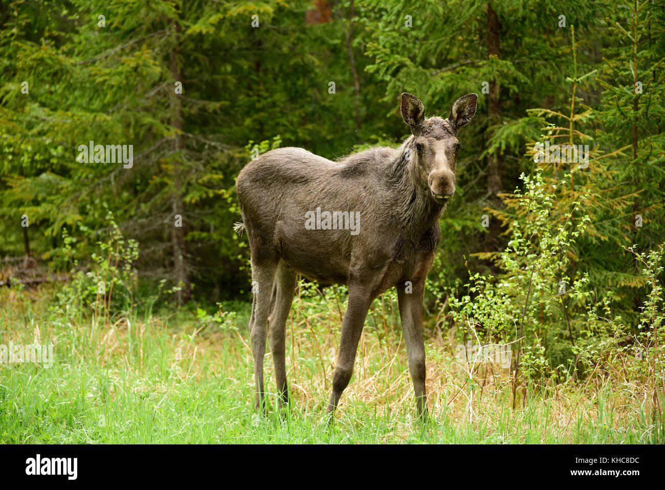 Moose, Alces alces, Cervidae, mammal, animal, Lomåsen, Hammardal ...