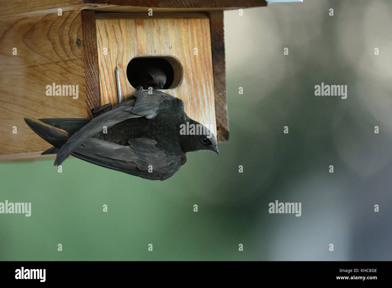 Swift nesting box hi-res stock photography and images - Alamy