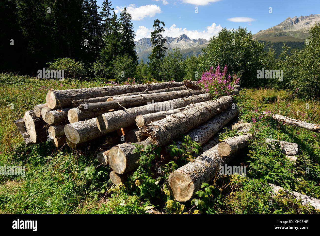Tree trunks, Narrow-leaved willow tree, Epilobium angustifolium ...