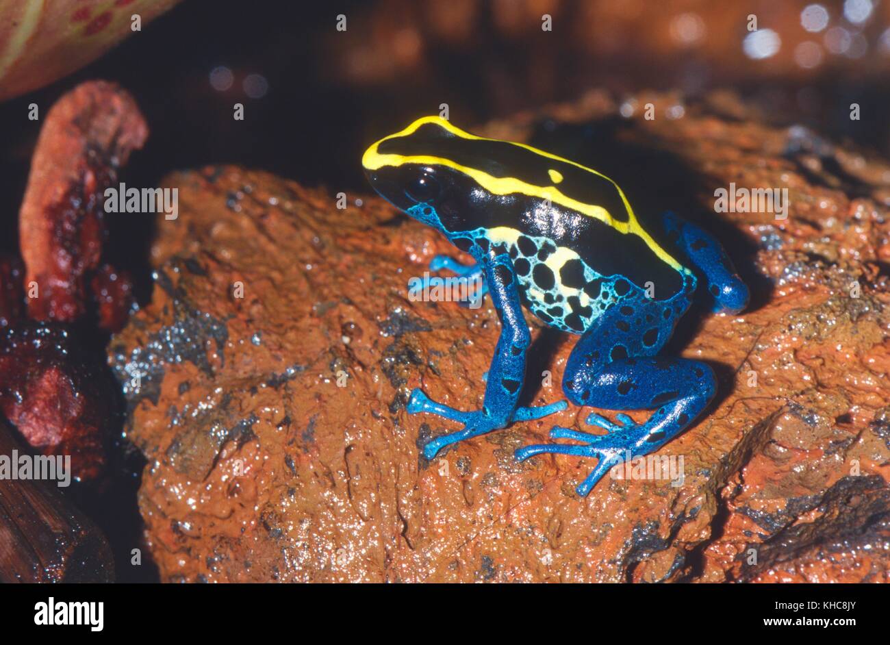Dyeing dart frog dendrobates tinctorius hi-res stock photography and ...