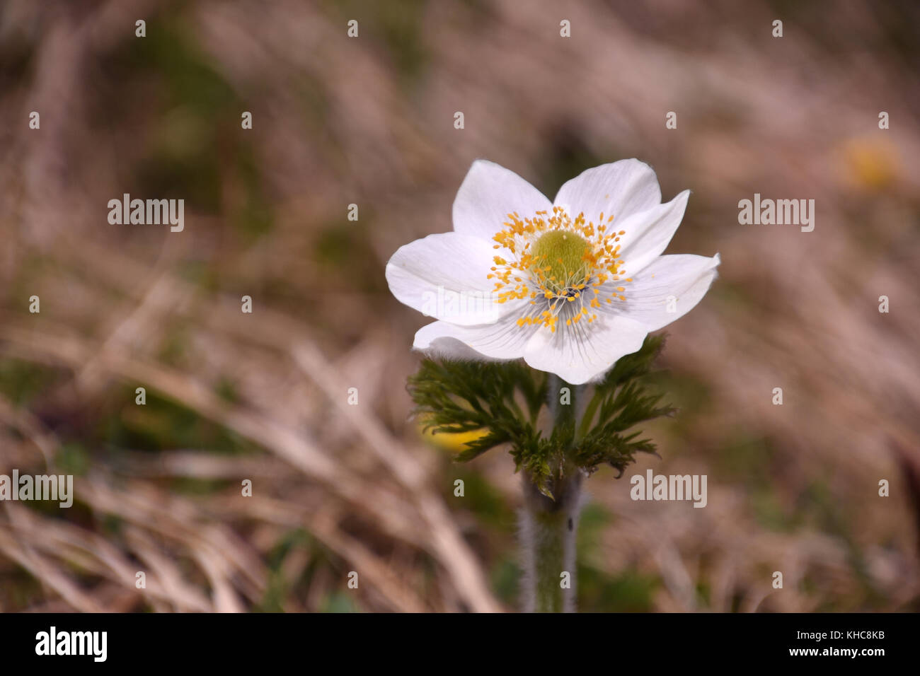 Flower; taken in Banff National Park, Banff, BC, Canada Stock Photo - Alamy