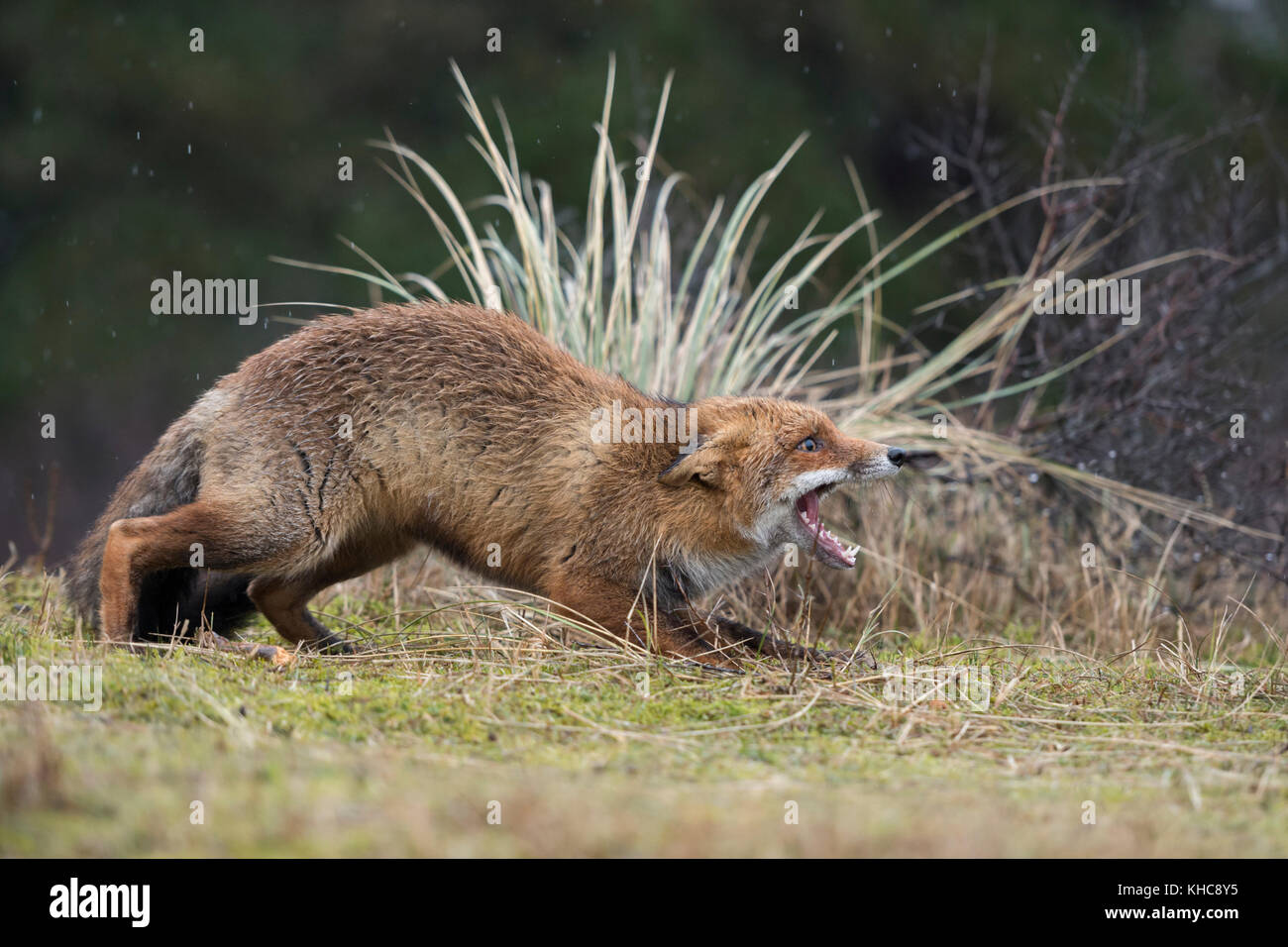 Red Fox ( Vulpes vulpes ) adult on a rainy day, in agressive pose ...