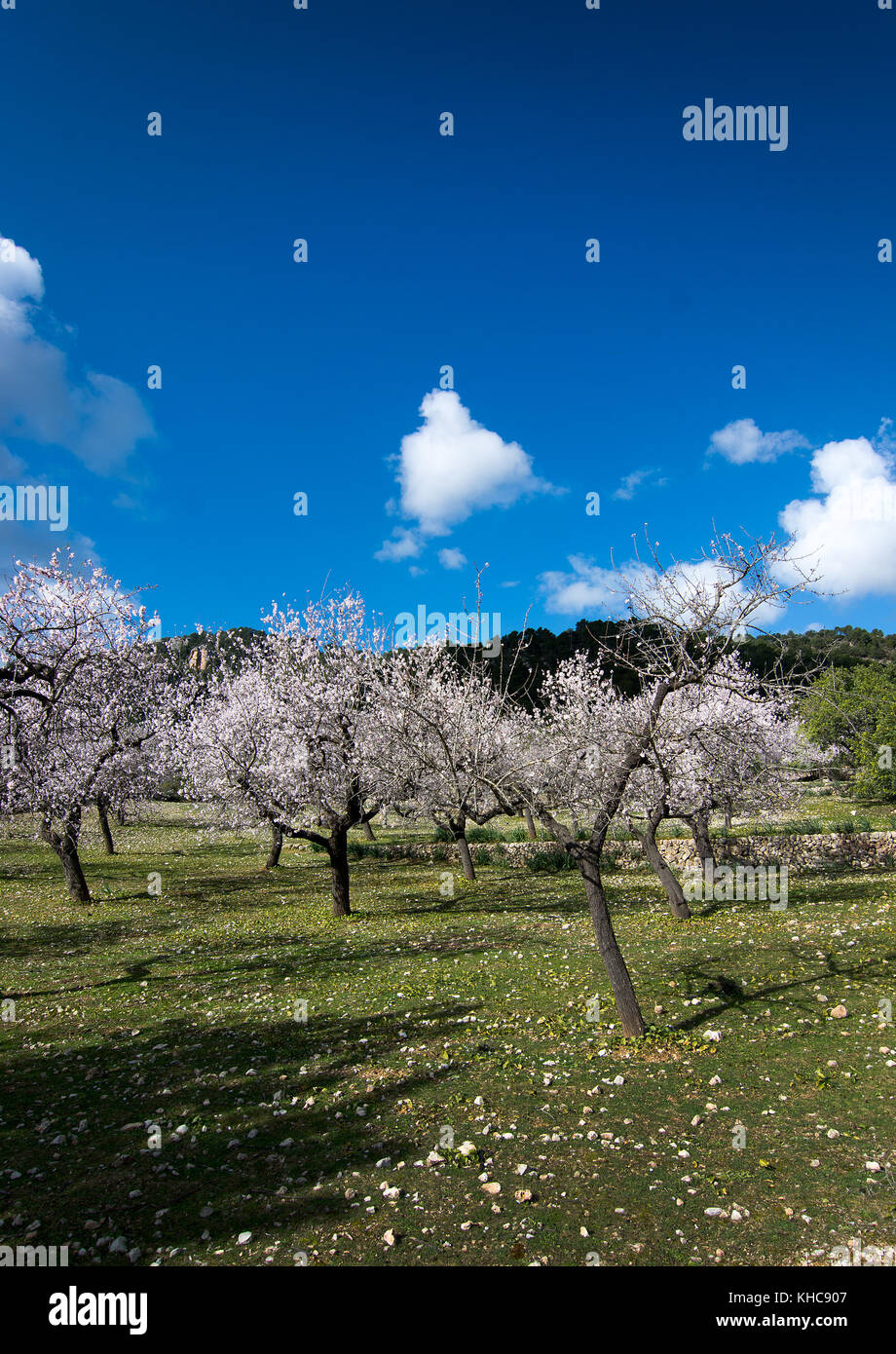 Blossoming almond trees in rural landscape with blue sky in Mallorca ...