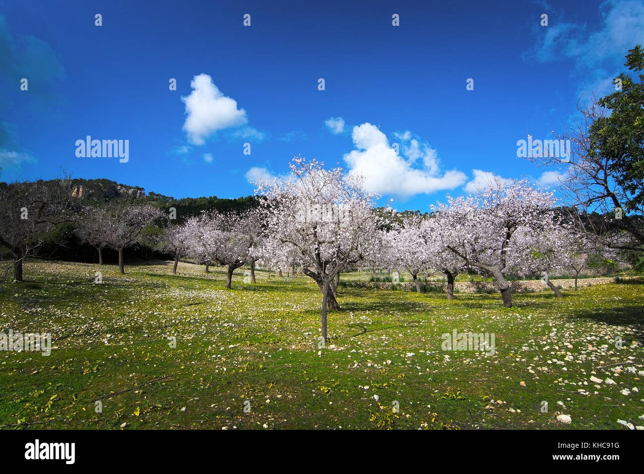 Blossoming almond trees in rural landscape with blue sky in Mallorca ...